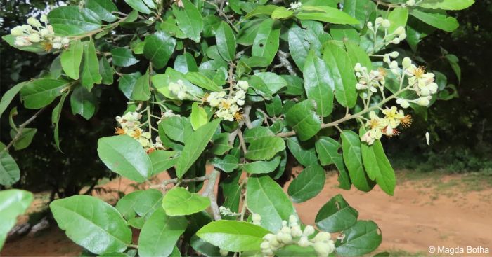 Grewia microthyrsa | PlantZAfrica